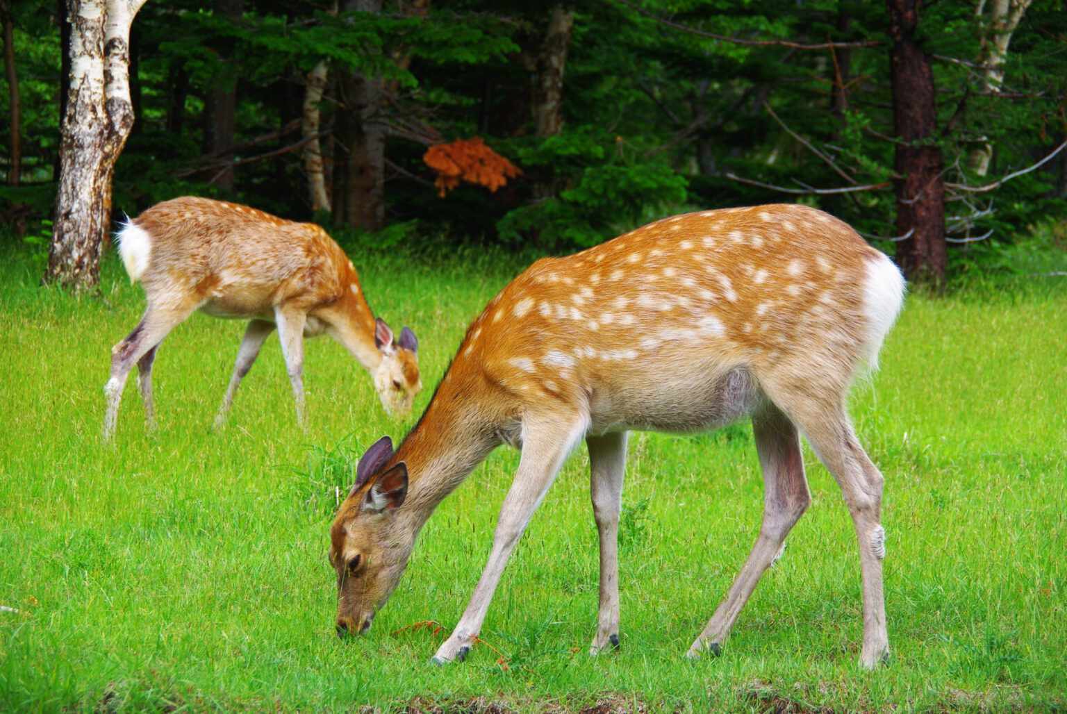 Fauna Japans | Natur Japans | Landeskunde Japans | Nippon-Info